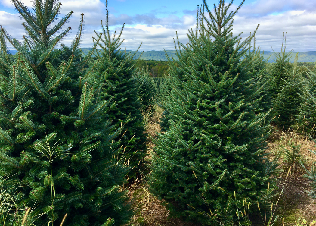 The Real Tree Christmas Tree Co. – REAL Premium Fresh-cut Christmas Trees